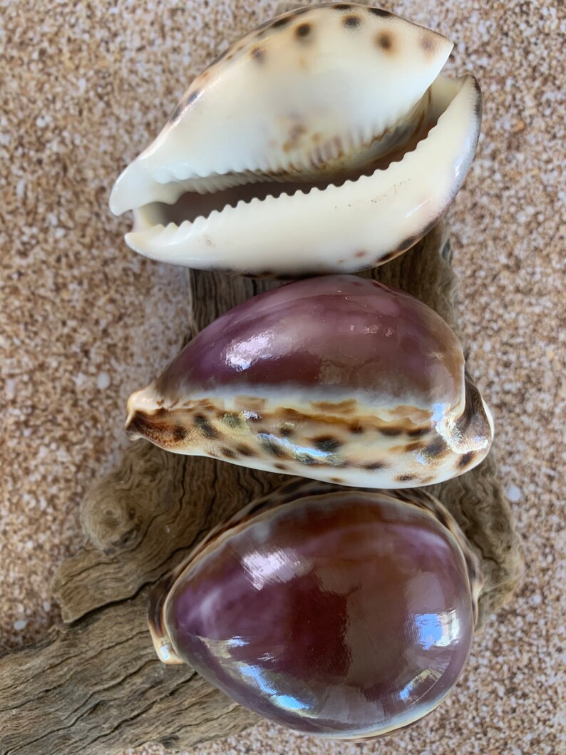 Tiger Cowrie Purple Top Seashells cypraea Tigris - Etsy