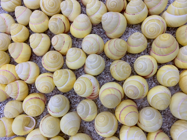 Land Snail-striped Yellow Land Snail Shells-safe for Hermit - Etsy
