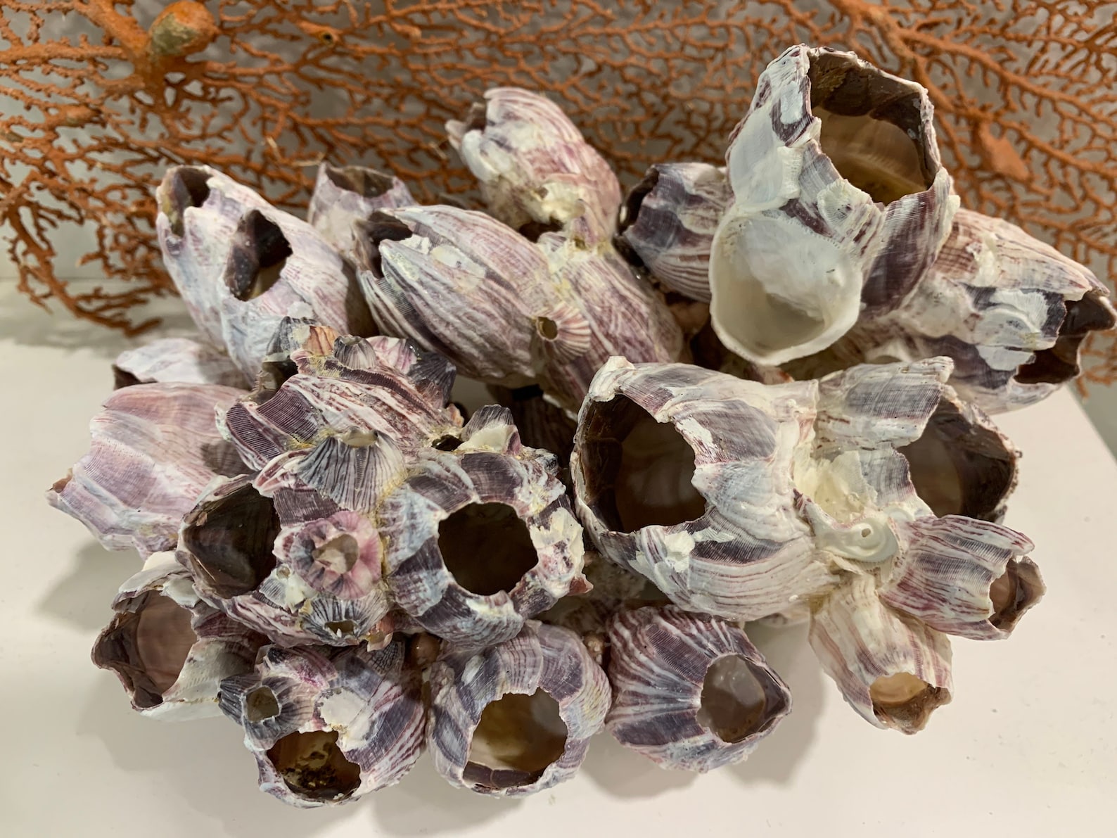 Purple Barnacle Cluster 3"- 5" Beach Decor-barnacle-coral-air Plant ...