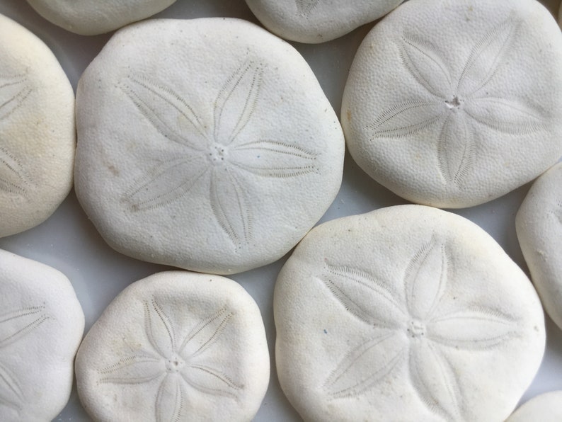 Sea Biscuit - Sea Cookies-bulk - Seashell Bulk-seashell Craft Supply ...