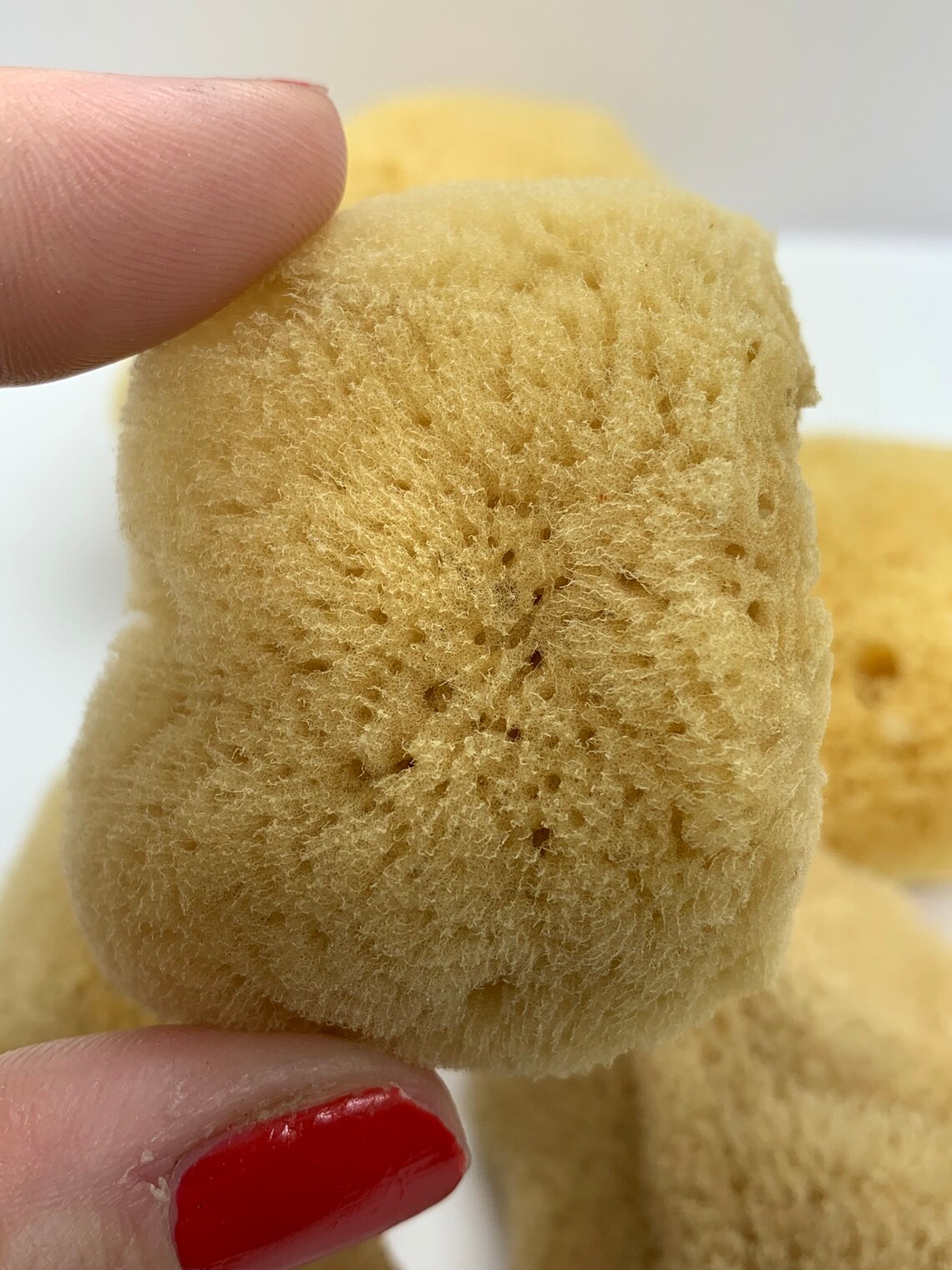 Sea Silk Sponge Facial Sponge Natural Sea Silk Sponge - Etsy