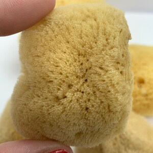 Sea Silk Sponge - Facial Sponge - Natural Sea Silk Sponge - Natural Sea ...