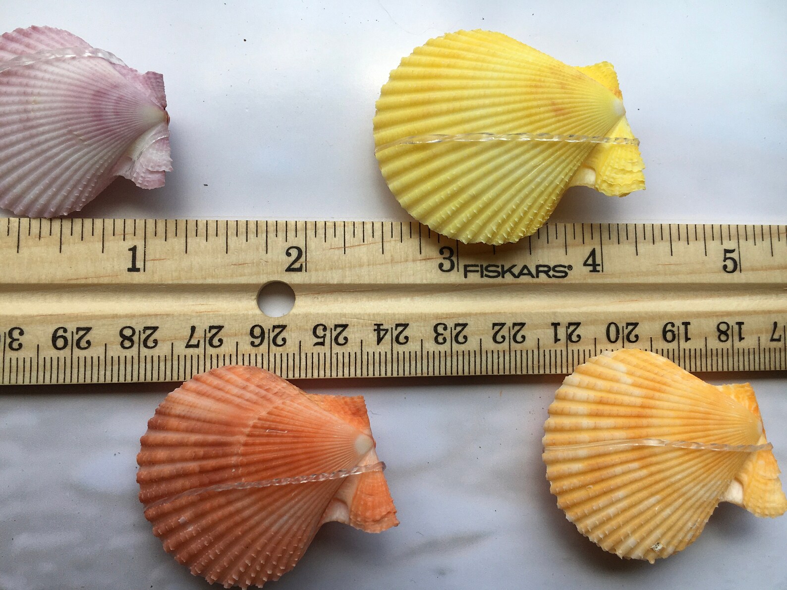 Colorful Scallop Pectin Seashell Pairs Small Pectin - Etsy