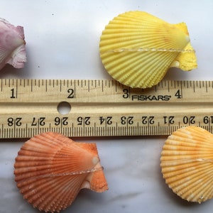 Colorful Scallop Pectin Seashell Pairs - Small Pectin - Colored Pectin ...
