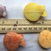 Colorful Scallop Pectin Seashell Pairs Small Pectin Colored Pectin ...