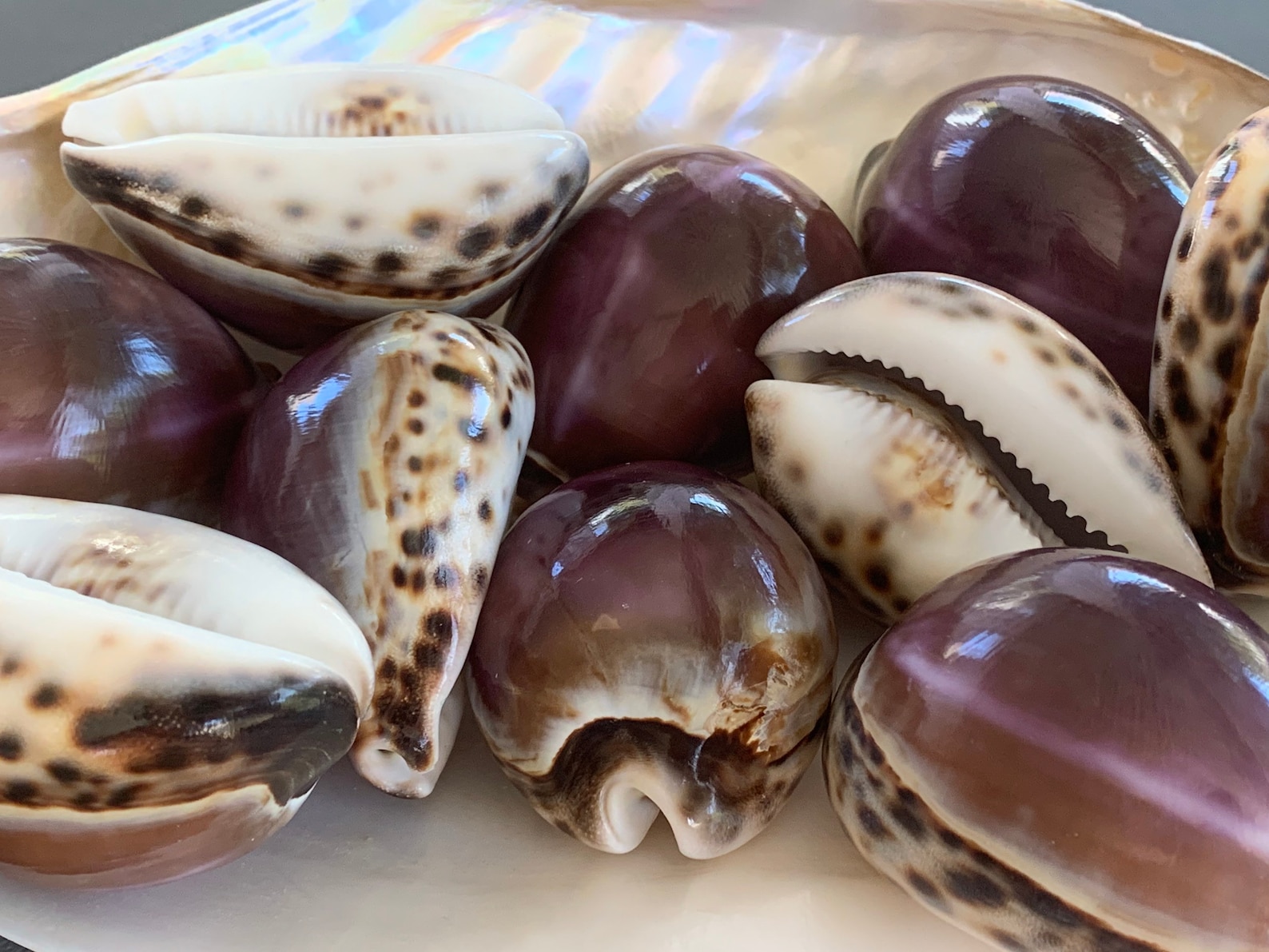 Tiger Cowrie Purple Top Seashells (cypraea Tigris) Cowry-seashells ...