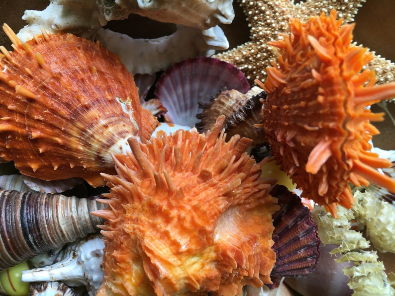 Spiny Oyster Orange Pair Seashell 23 Sea Shell - Etsy