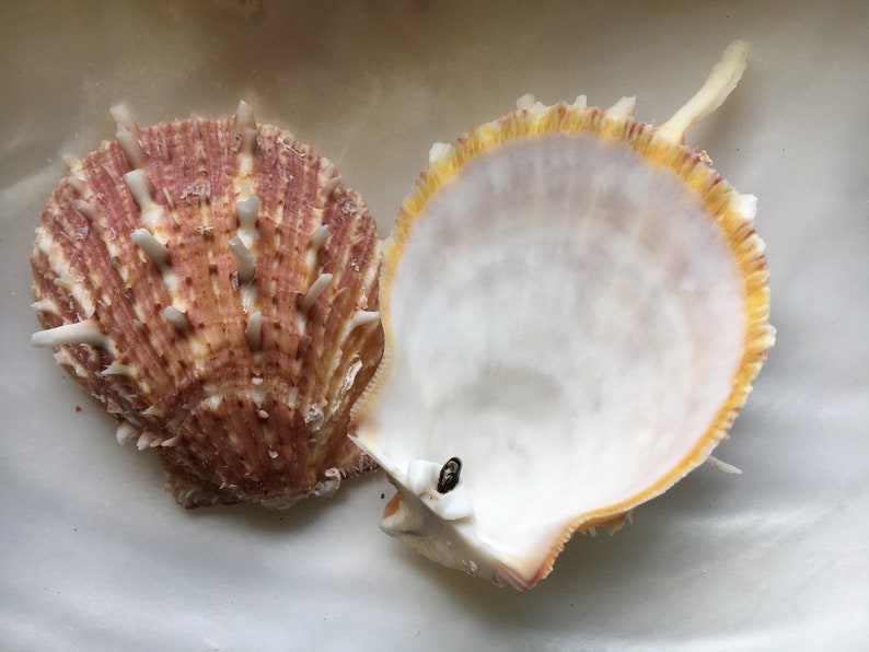 Spiny Oyster Pair assorted types 3 to 4 Sea Shell | Etsy