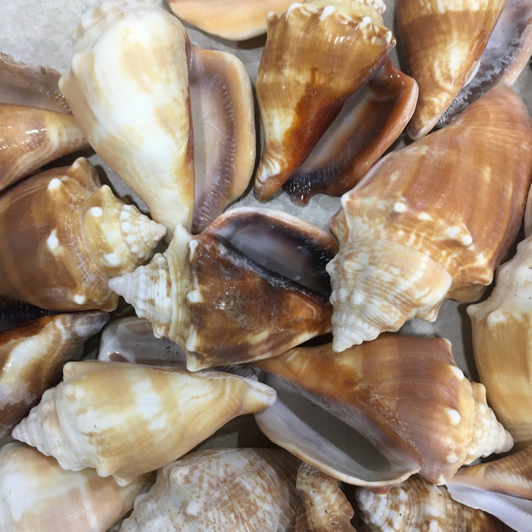 Sanibel Island Florida Fighting Conch, Sanibel Shell, Craft Shell, Home ...