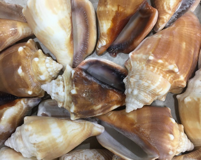 Lightning Whelk From Sanibel Island, Florida Beach Whelk, Home Decor ...