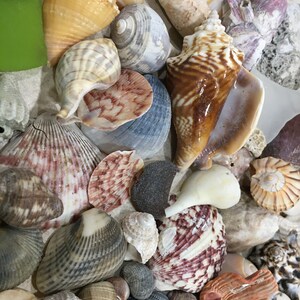 Sea Glass & Seashells Mix Great for Crafting, Art, Home Decor, Great ...