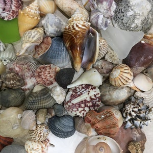 Sea Glass & Seashells Mix Great for Crafting, Art, Home Decor, Great ...
