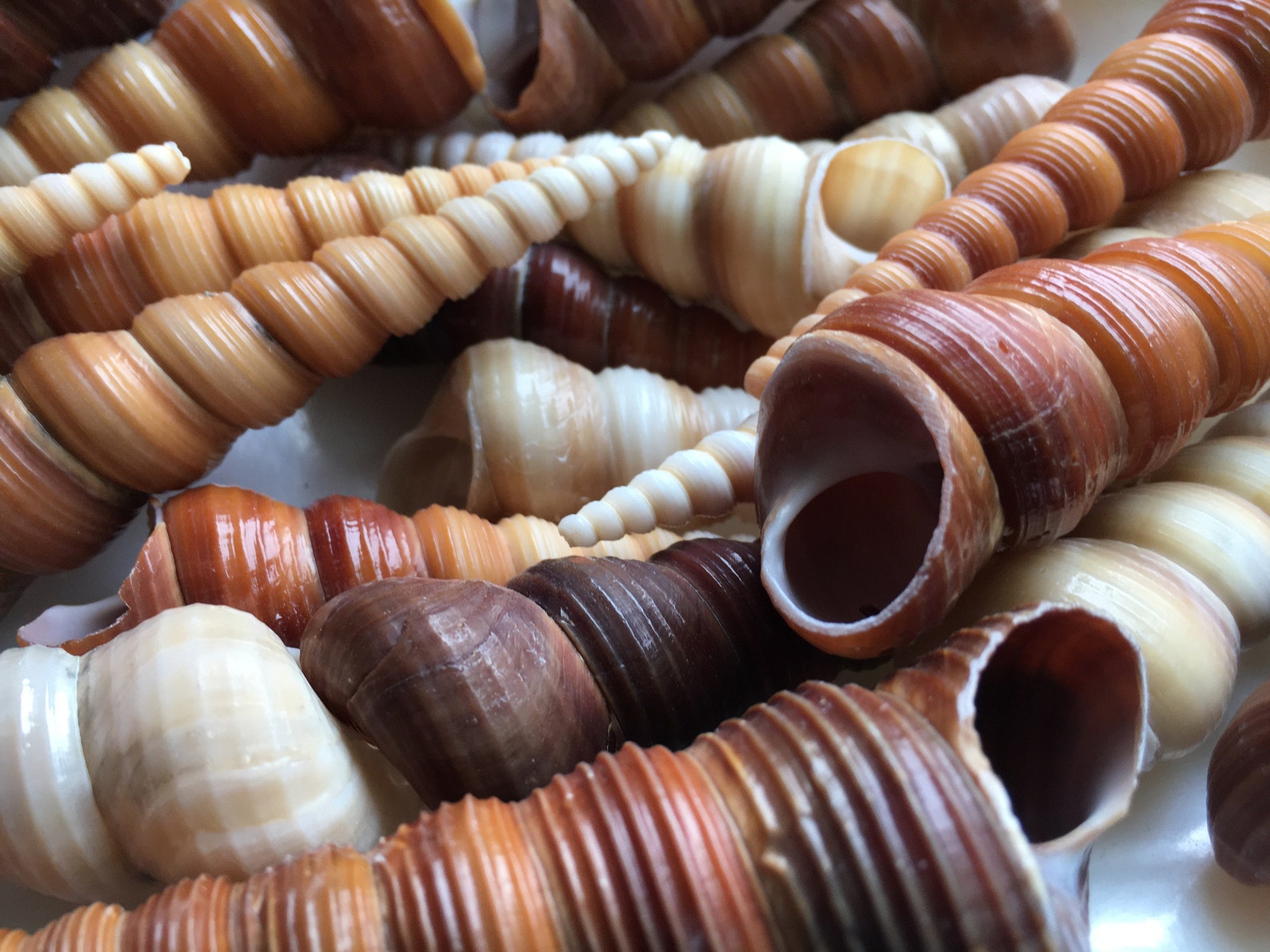 Brown Turritella Shells Sea Shell Crafts Beach Cottage Decor | Etsy
