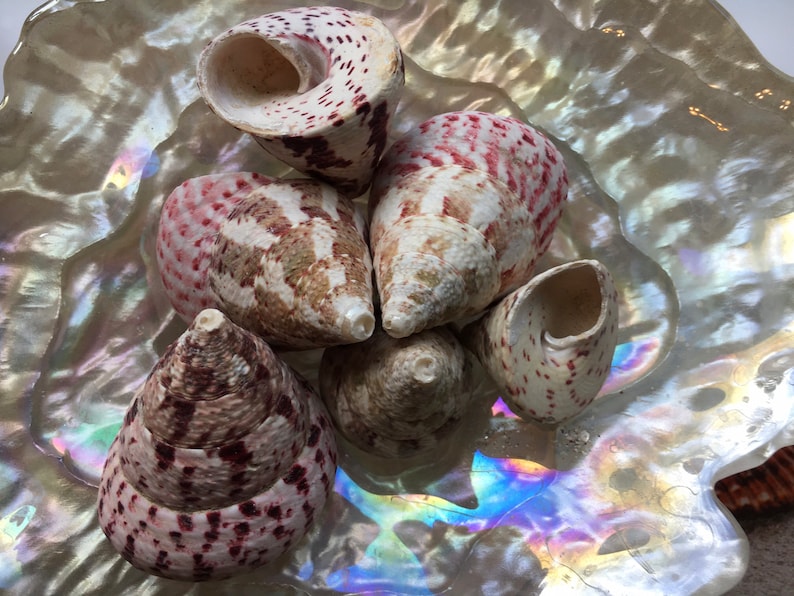 Strawberry Trochus Polished Shells-wedding-beach Decor-pink Sea Shells ...