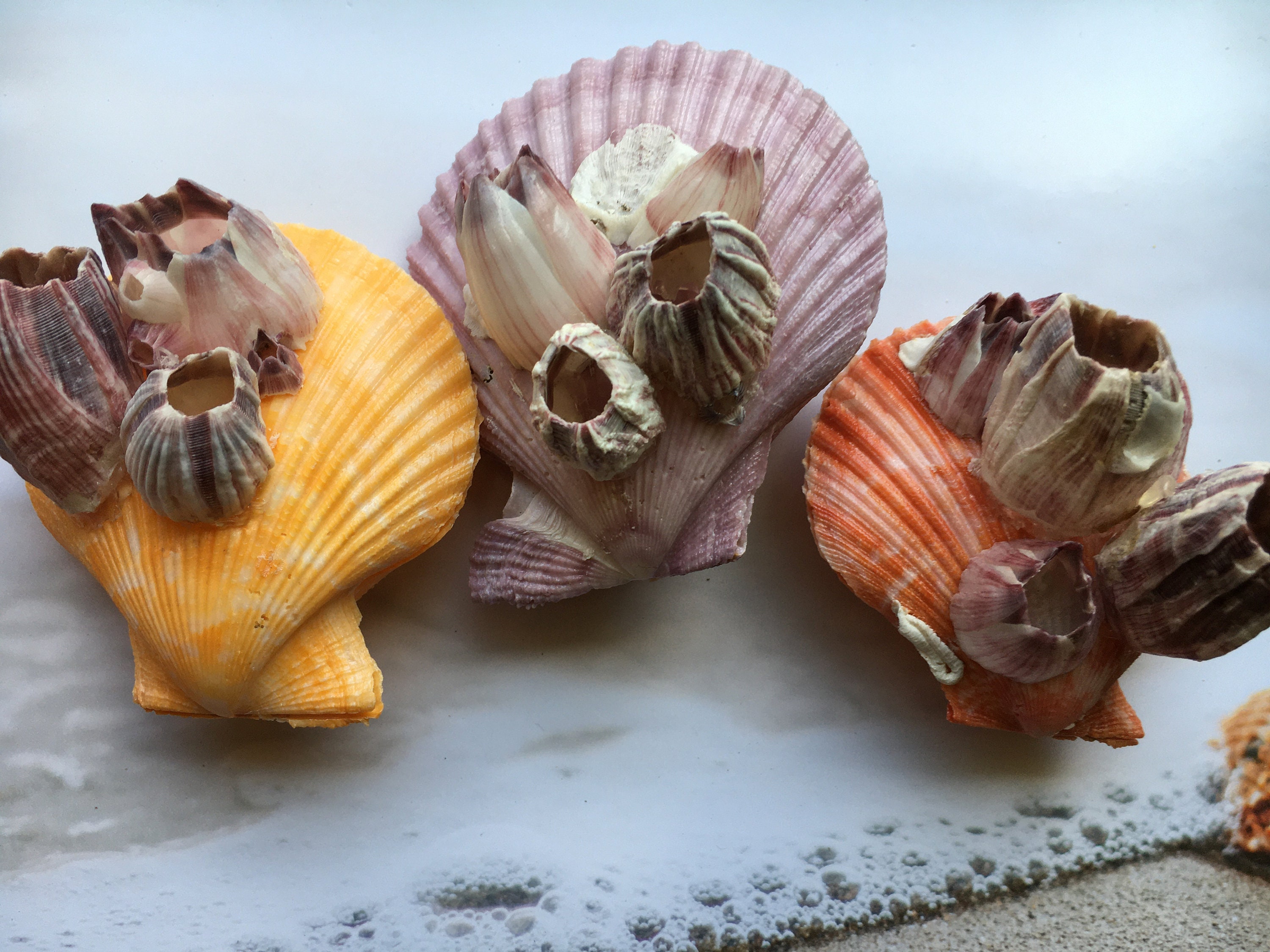 Large Colored Pectin Shell Pairs W/ Barnacles - Etsy