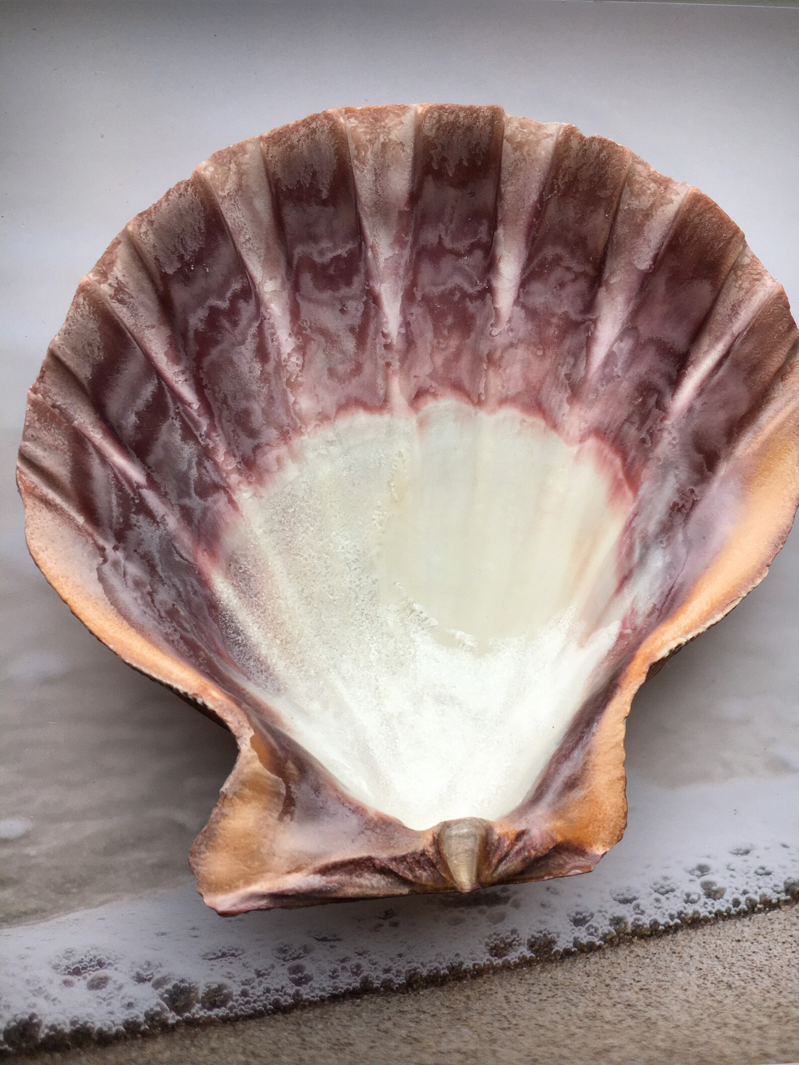 XL Lions Paw Single 56bulk Seashell Supplies - Etsy