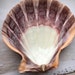 XL Lions Paw Single 5"-6"-bulk- Seashell Supplies - Scallop Shells for ...
