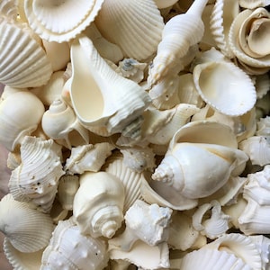 White Wedding Seashell Mix, Beach Wedding Decor, White Wedding Shells ...