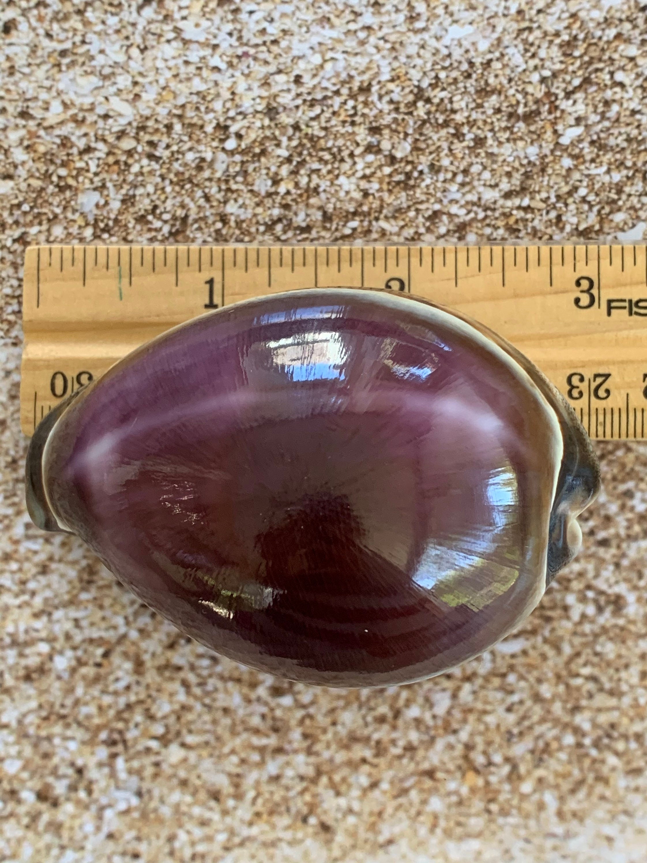 Tiger Cowrie Purple Top Seashells (cypraea Tigris) Cowry-seashells ...