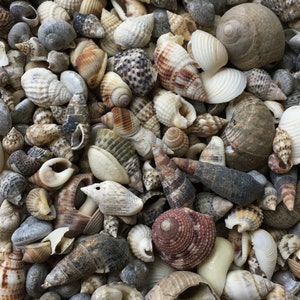 Shell Mix-1/4"-1" Tiny/small Shell Mix-craft Seashells-small Seashells ...