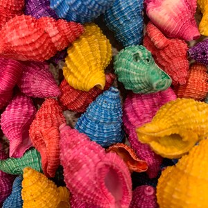 Mini Dyed Seashells, Small Shell Mix, Tiny Seashells, Crafting Shells ...