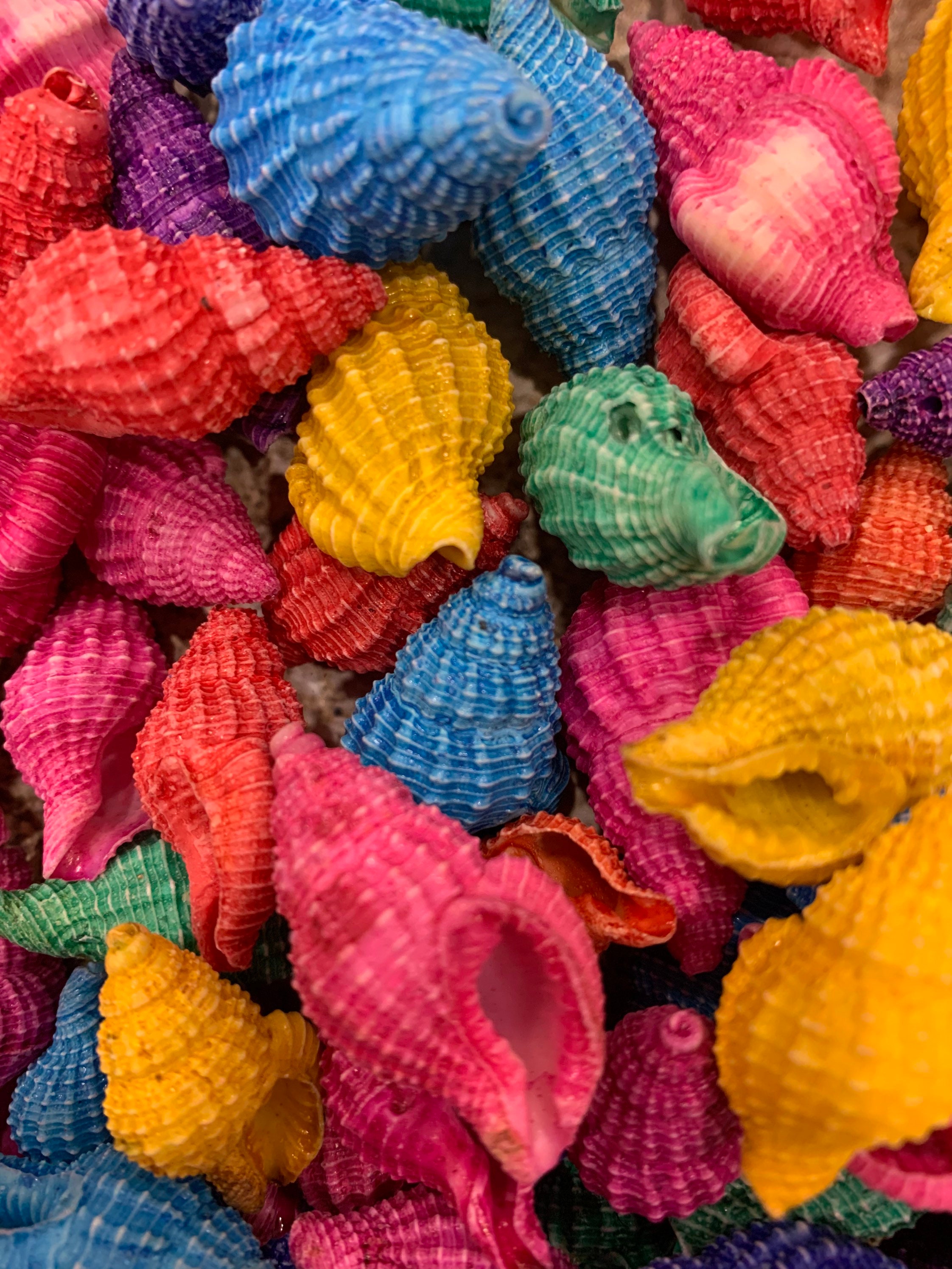 Mini Dyed Seashells, Small Shell Mix, Tiny Seashells, Crafting Shells ...