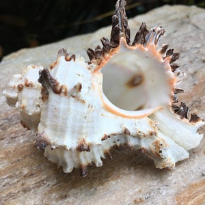Murex Endiva Long Spine Shell - Seashell - Murex - Sea Shell Crafting ...