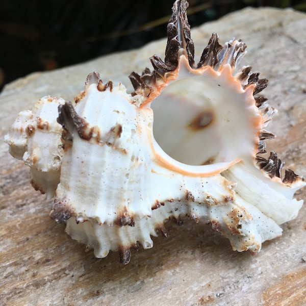 Murex Shell - Etsy