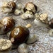 Seashell Cowrie Turtle Shell Tiny Turtle Made From Cowry Sea Shell ...
