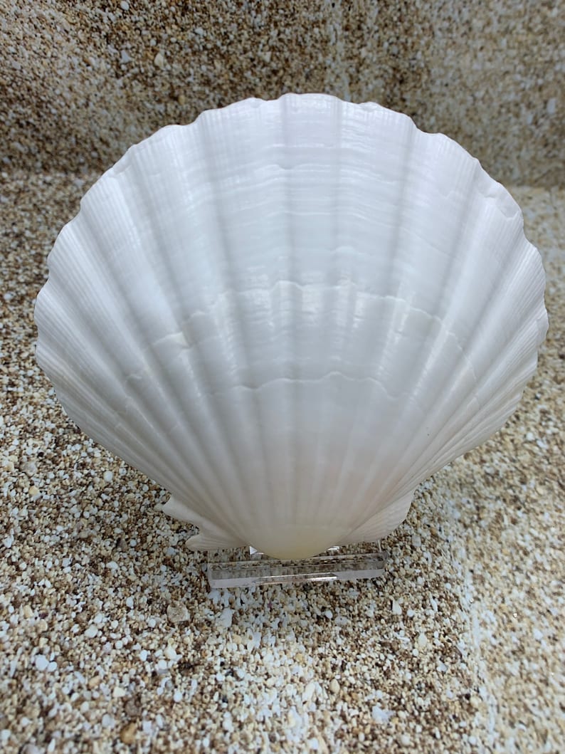 Plastic Easel Stands for Sea Shells Stand for Sand - Etsy