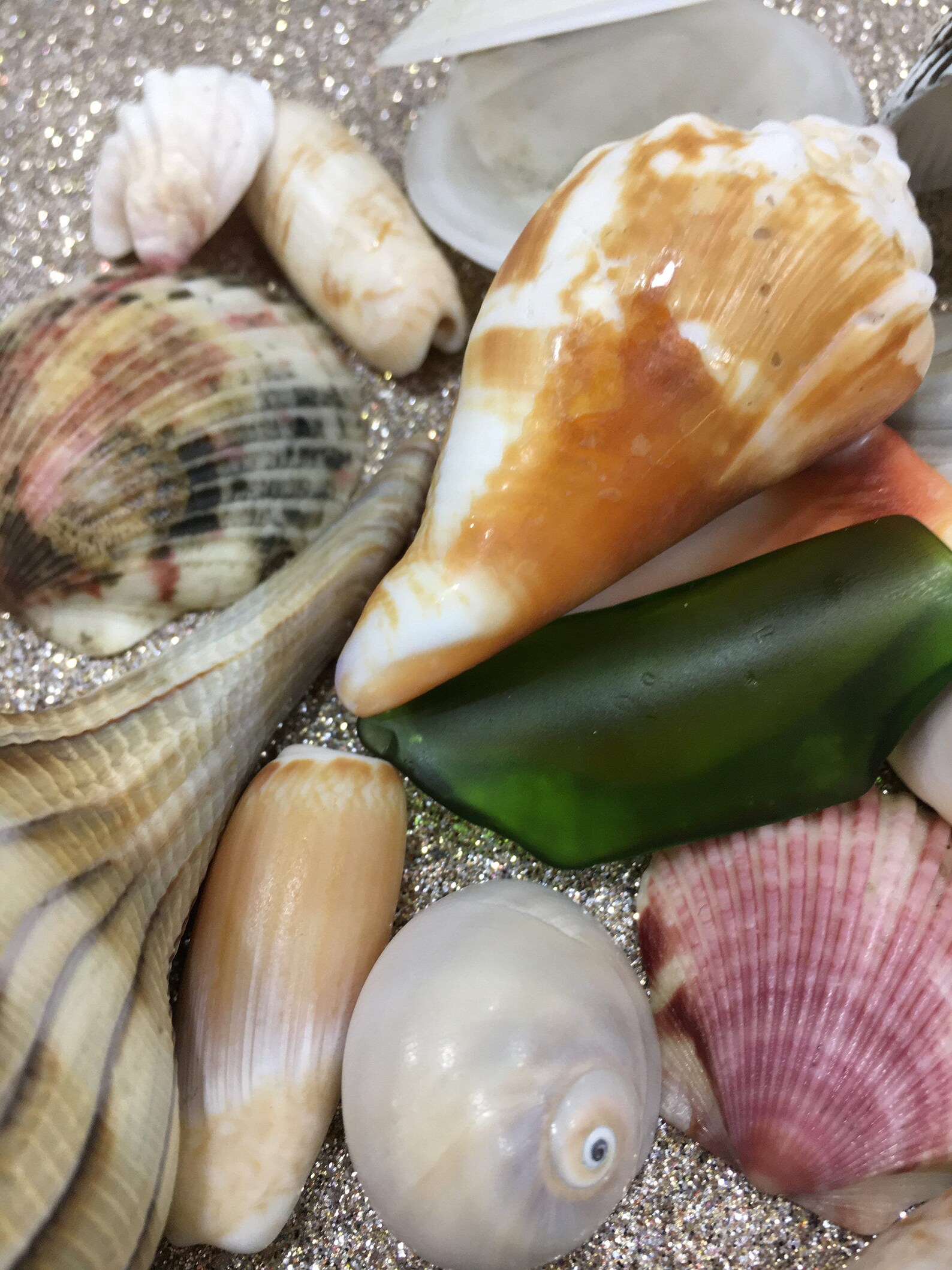 Assorted Seashells Handpicked From Florida Sea Glass Mixed - Etsy