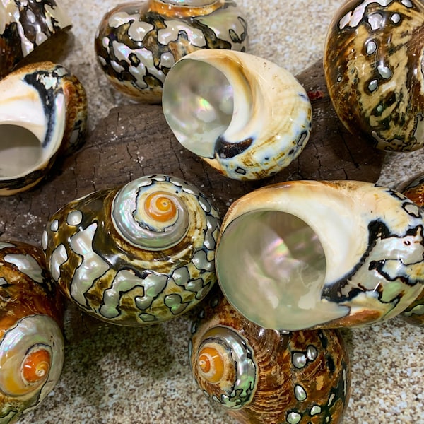 Extra Large Hermit Crab Turbo Shells - Etsy