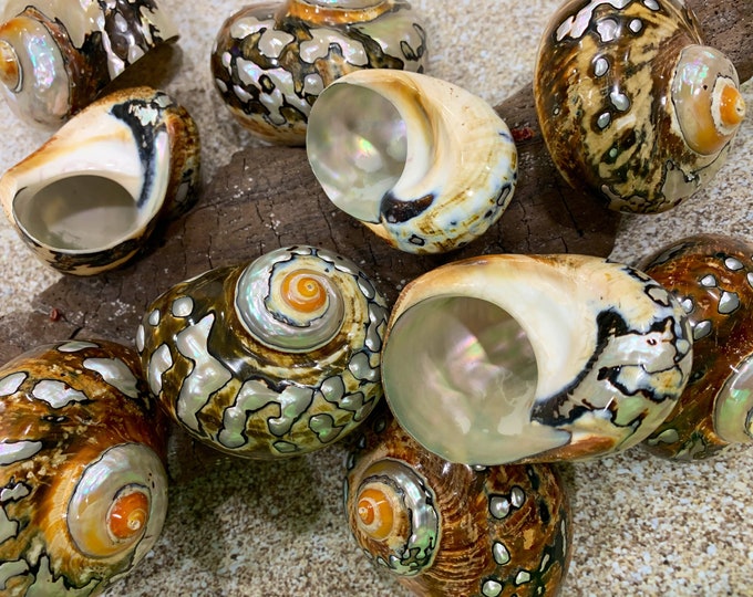 Turbo Sarmaticus 2" - 3" With a 1" - 1 3/4" Opening - Safe for Hermit ...