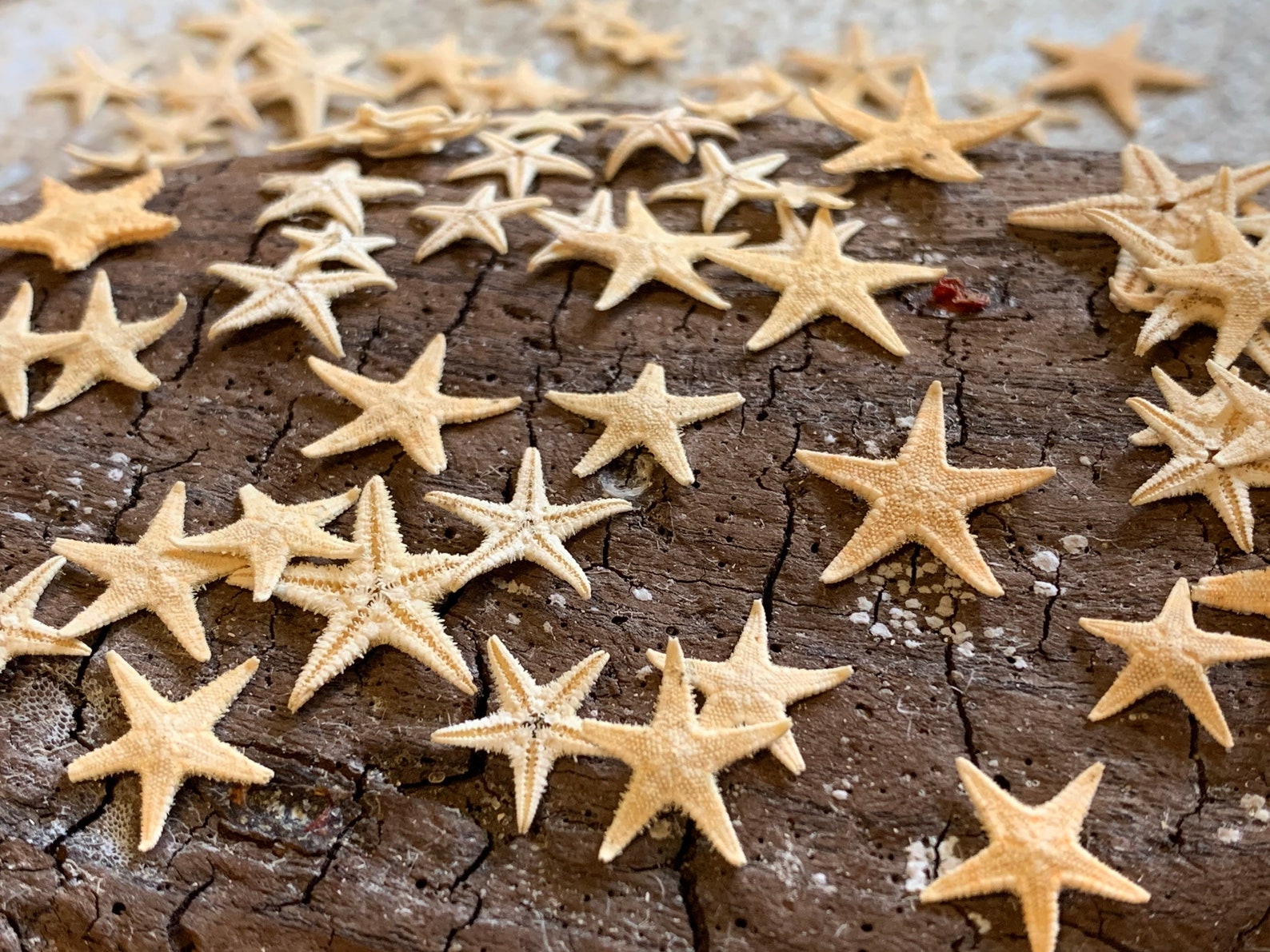 Tiny Starfish 1/43/4 Star Fish Craft Supply - Etsy