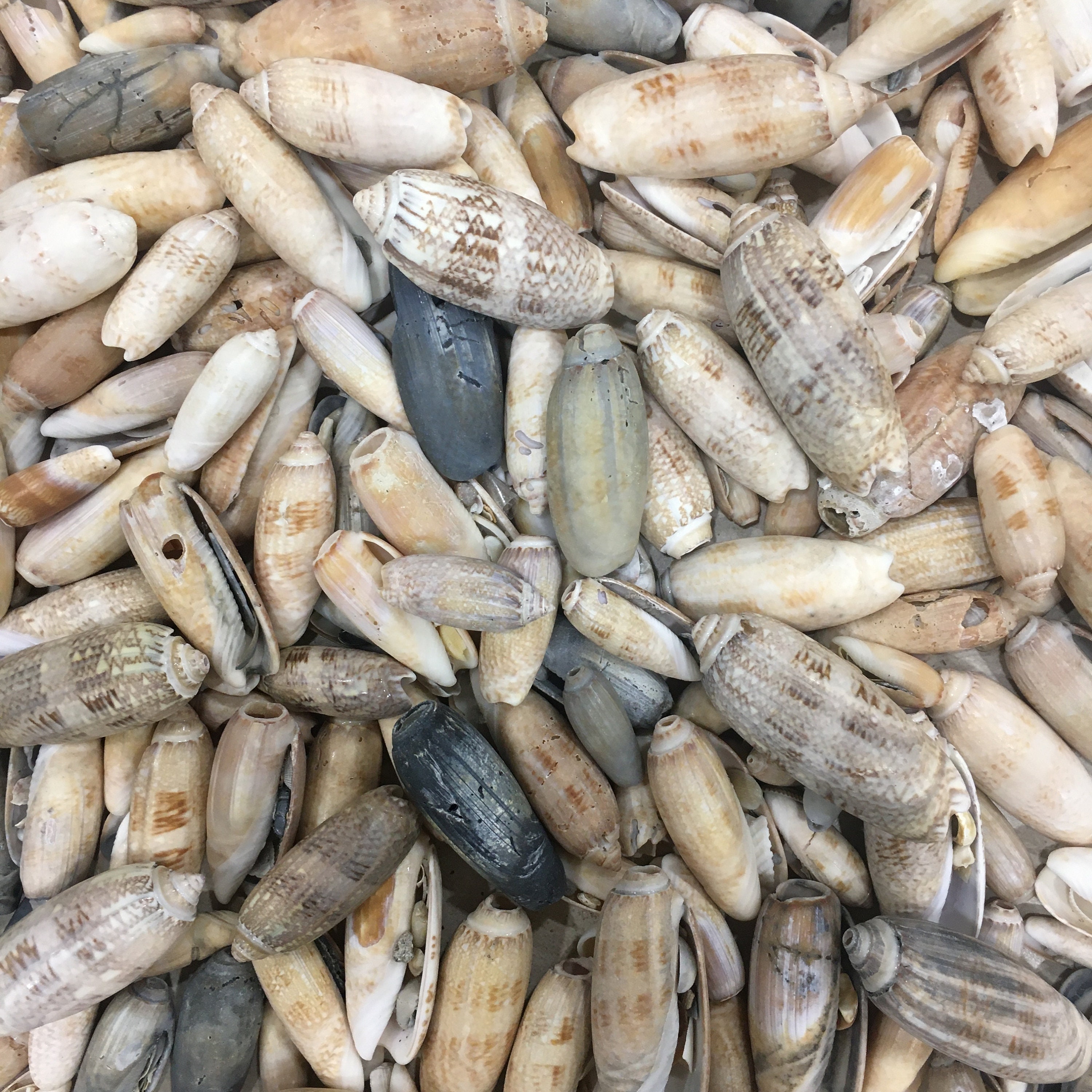 SALE - Mixed Damaged Olive Shells 1"-3" - 10 Piece - Lettered Olives ...