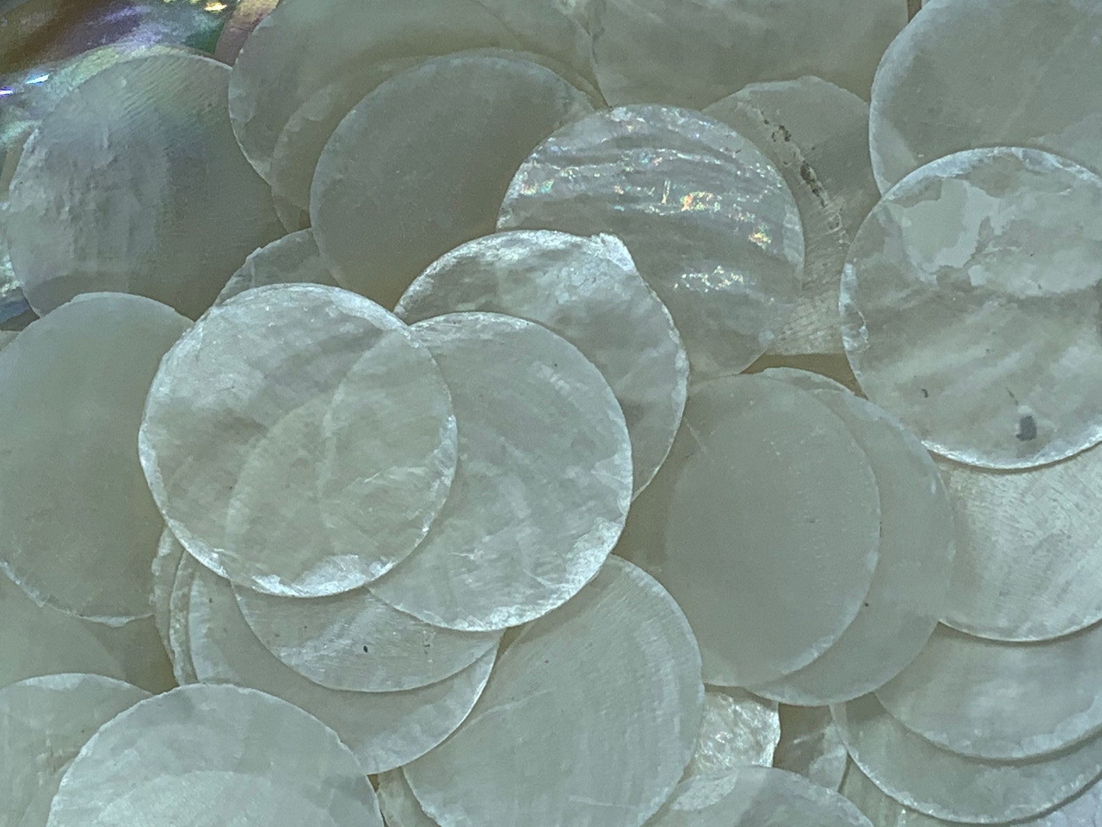 Capiz Shells Round 2 Flat Shells Natural Cream Capiz - Etsy