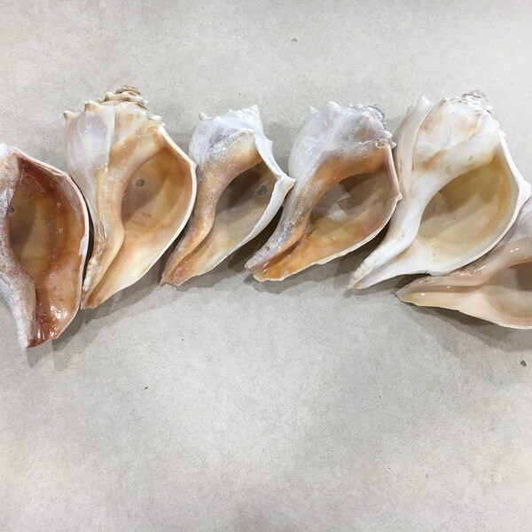 Florida Whelk Shell - Etsy