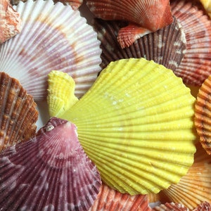 Colored Pectin Shells 1"-2" - Colorful Pectins - Natural Seashell ...