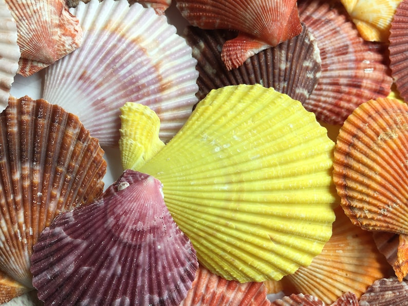 Colored Pectin Shells 12 Colorful Pectins - Etsy