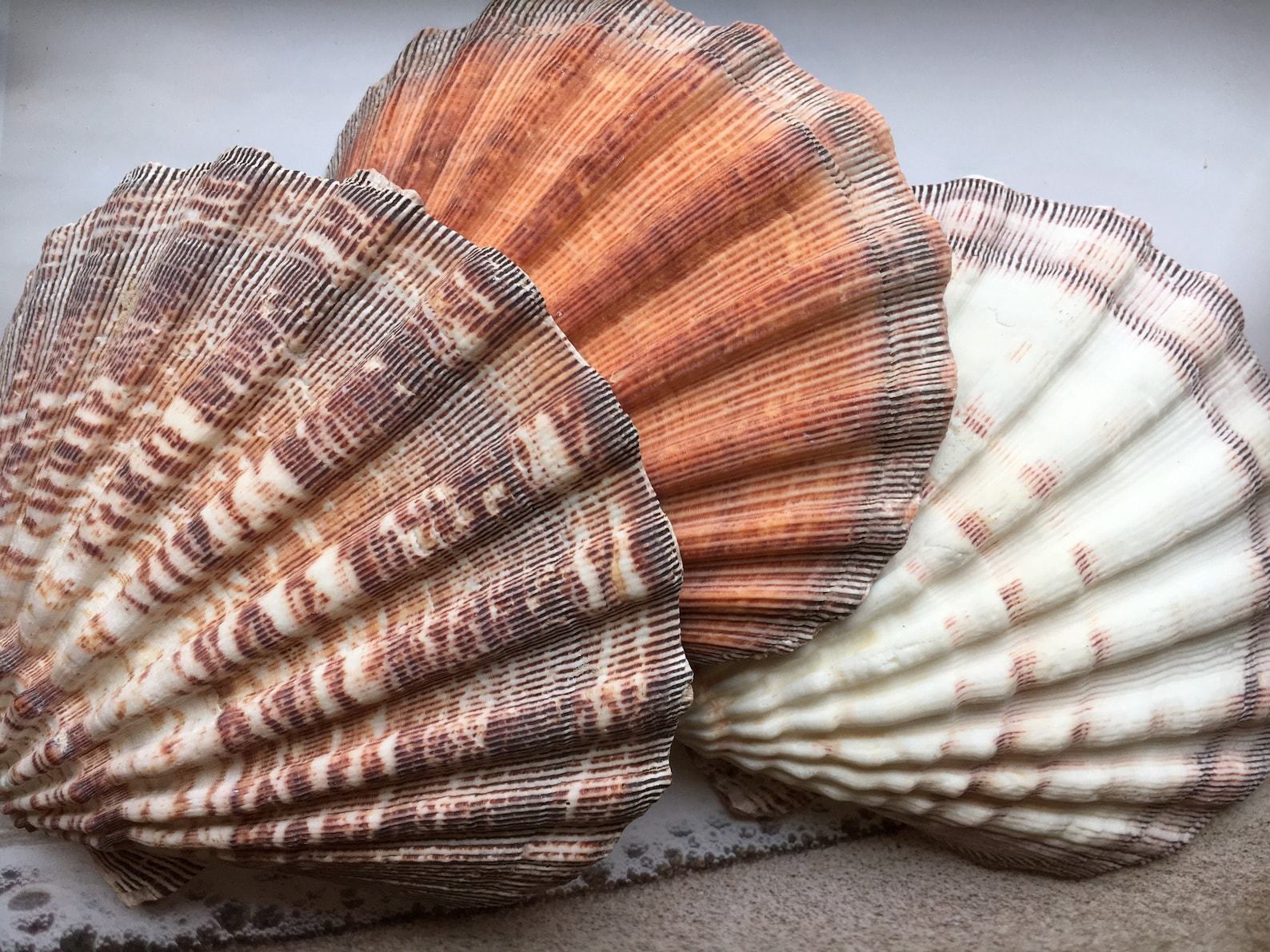 XL Lions Paw Single 56bulk Seashell Supplies - Etsy