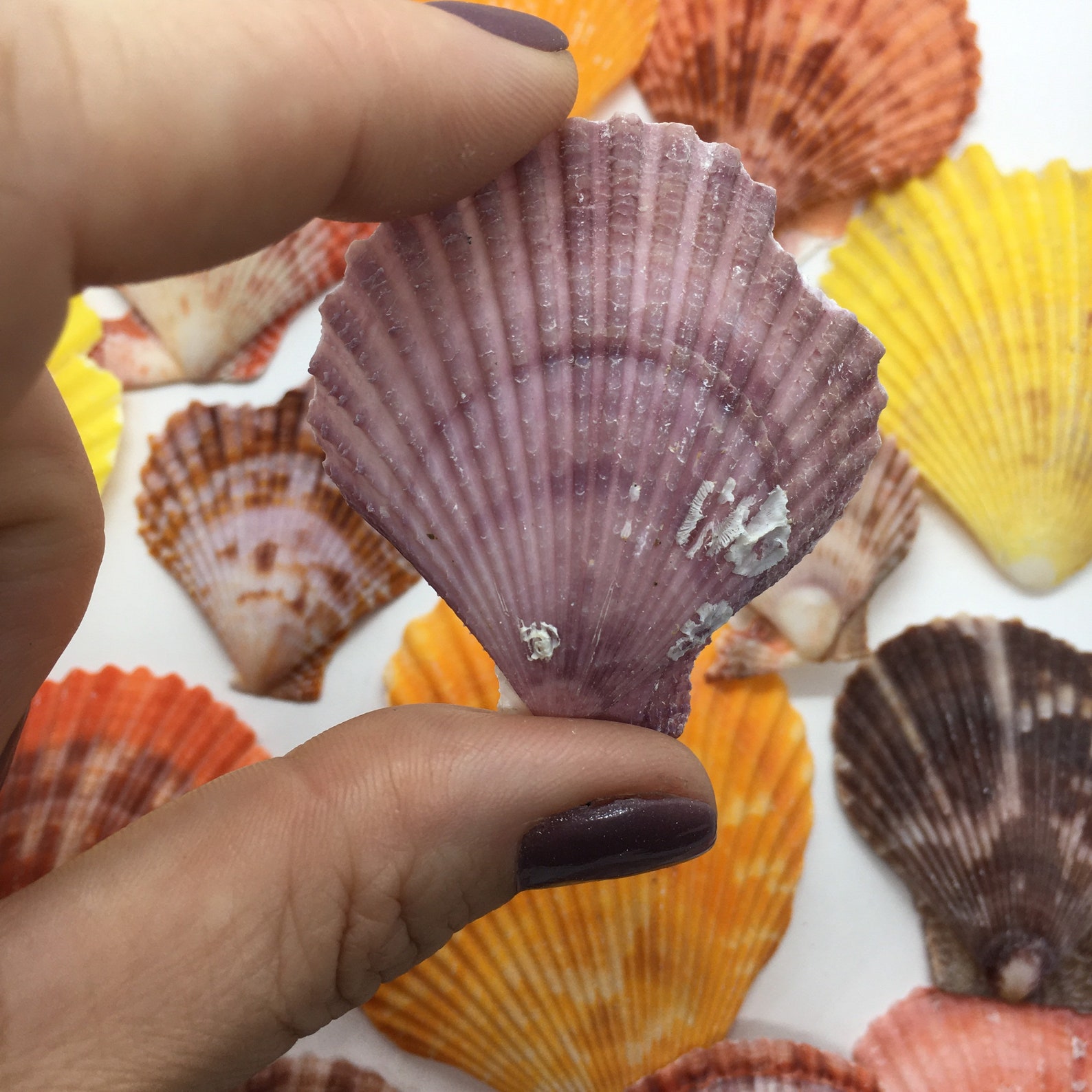 SALE Broken/damaged Colorful Pectin Shells - Etsy