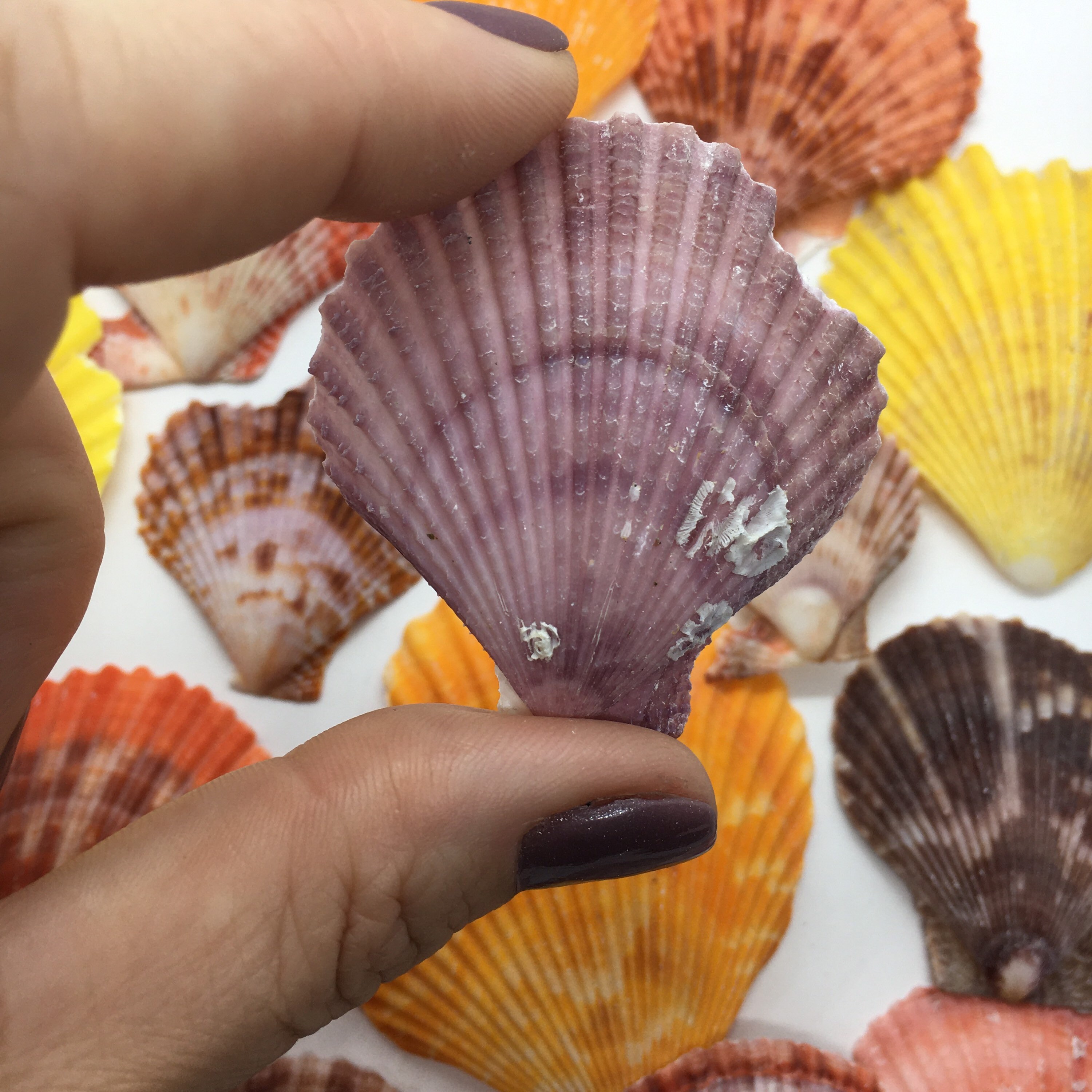 SALE Broken/damaged Colorful Pectin Shells - Etsy