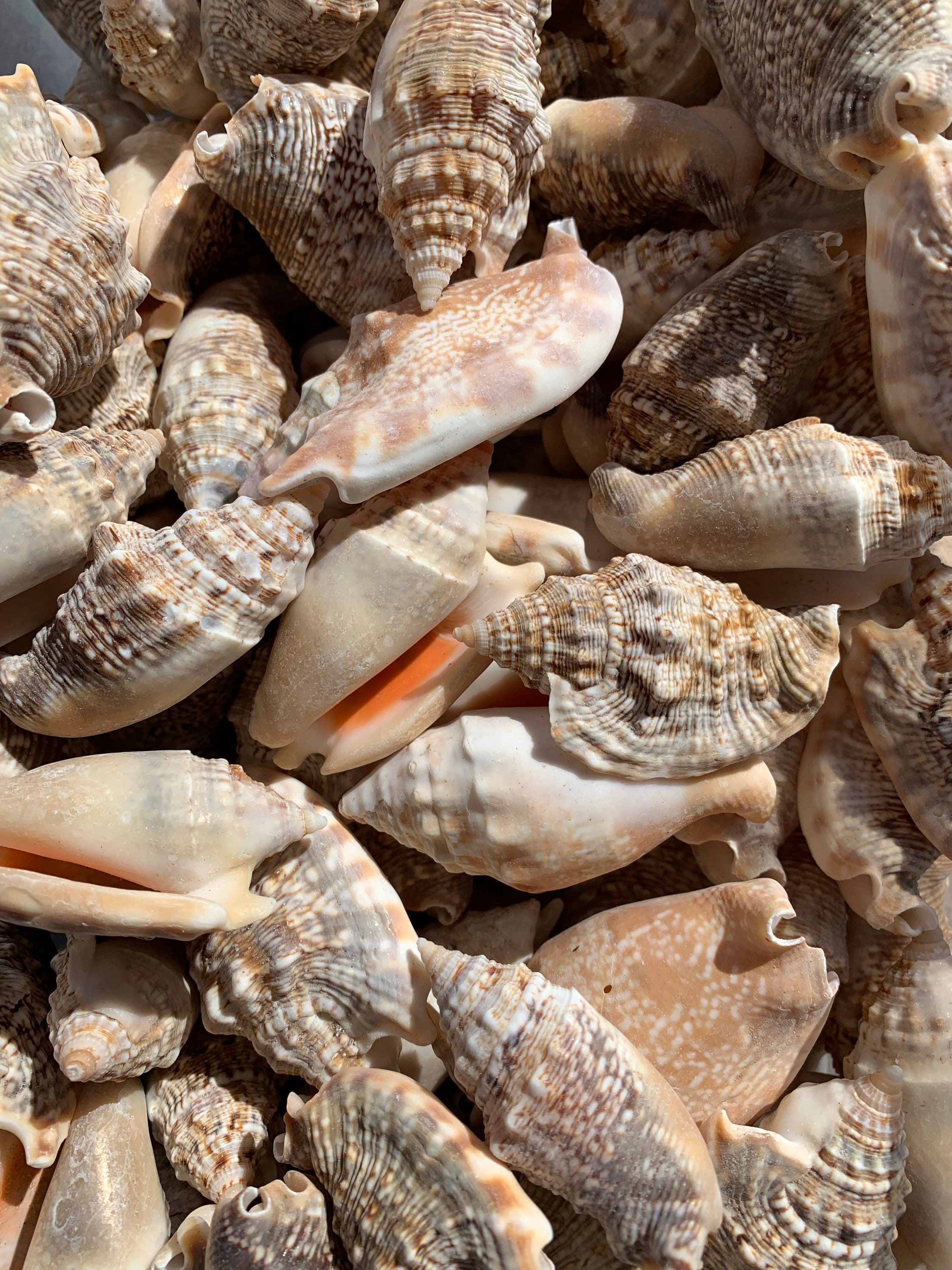 Diana Conch 23 Strombus Lentiginosus Beach Wedding - Etsy