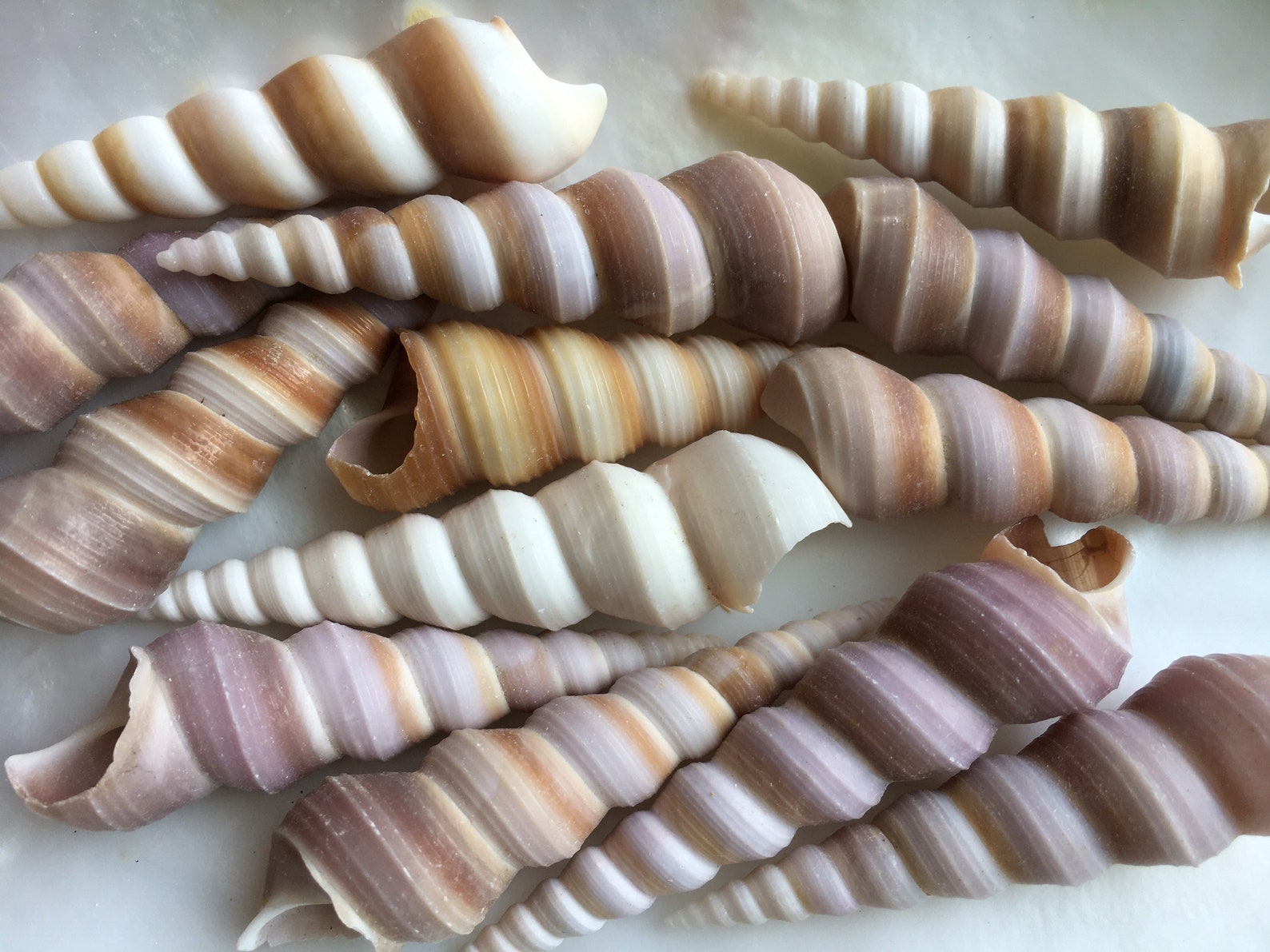 Terebra Turritella Shells (2"-3"), Purple Turritella, Beach Wedding ...