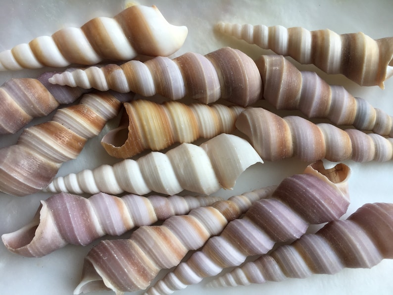 Terebra Turritella Shells (2"-3"), Purple Turritella, Beach Wedding ...