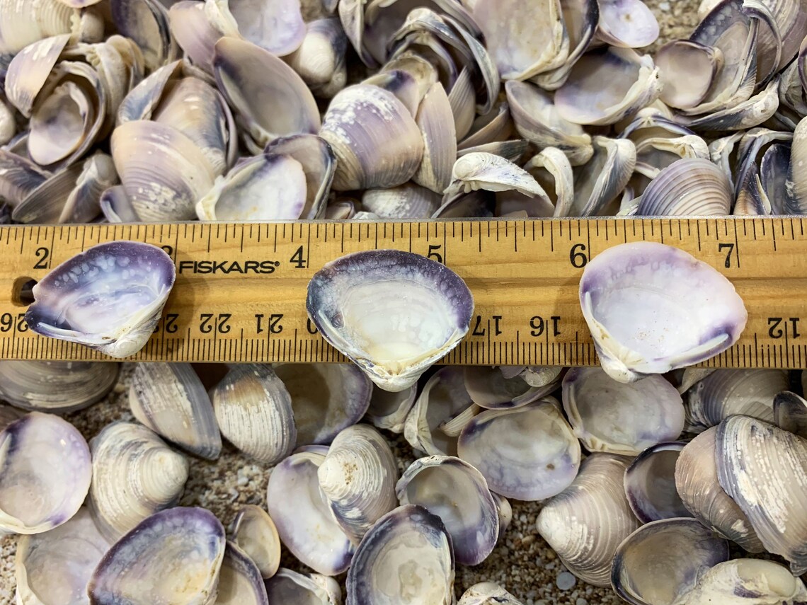 Purple Baby Clam Shells Purple Clam Shells Purple Seashells - Etsy