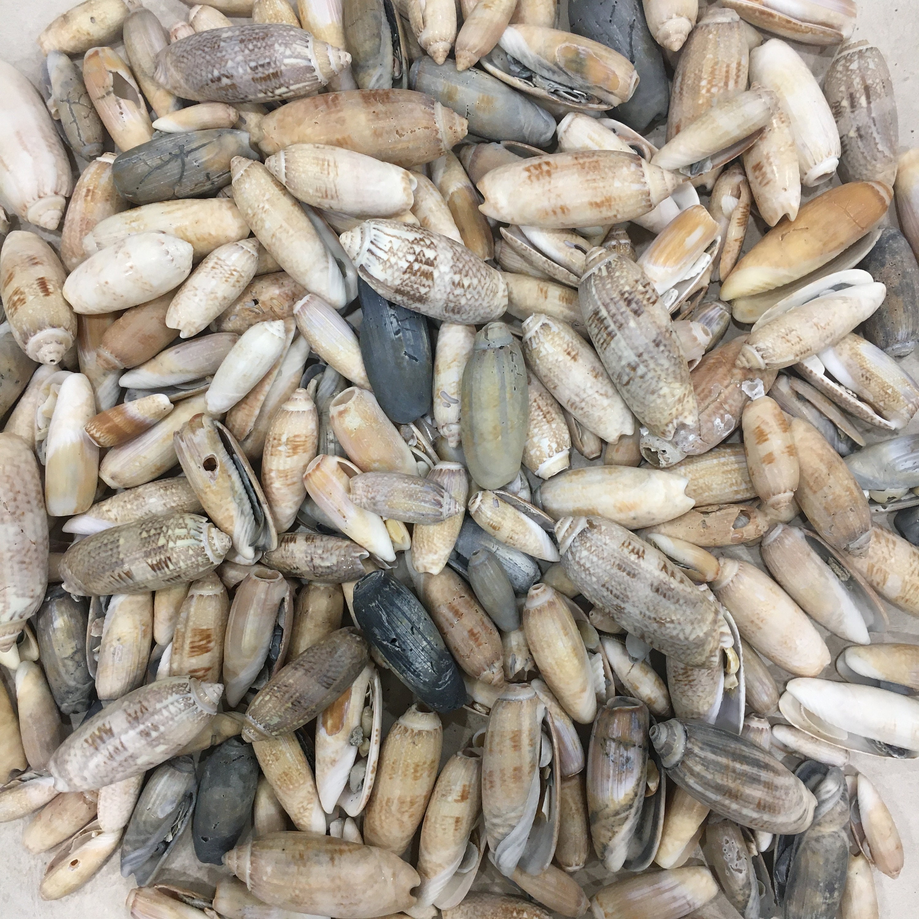 SALE - Mixed Damaged Olive Shells 1
