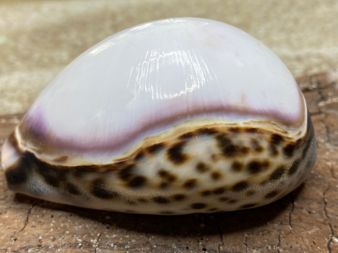 Tiger Cowrie White Top Seashells (cypraea Tigris) Cowry-seashells ...