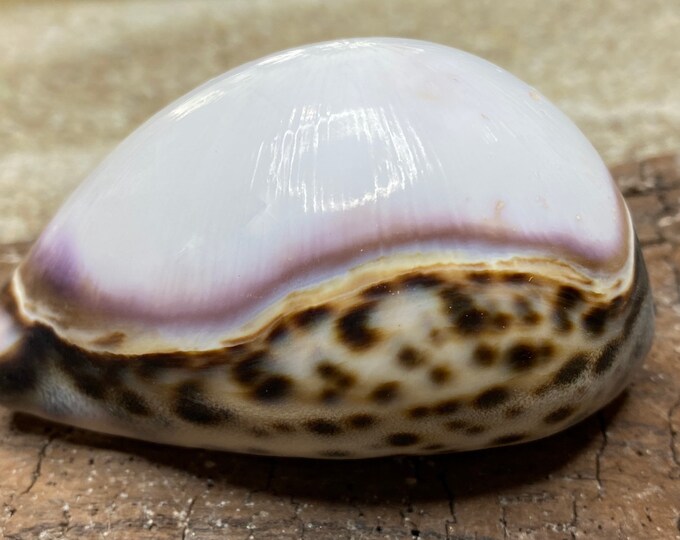 Tiger Cowrie White Top Seashells (cypraea Tigris) Cowry-seashells ...