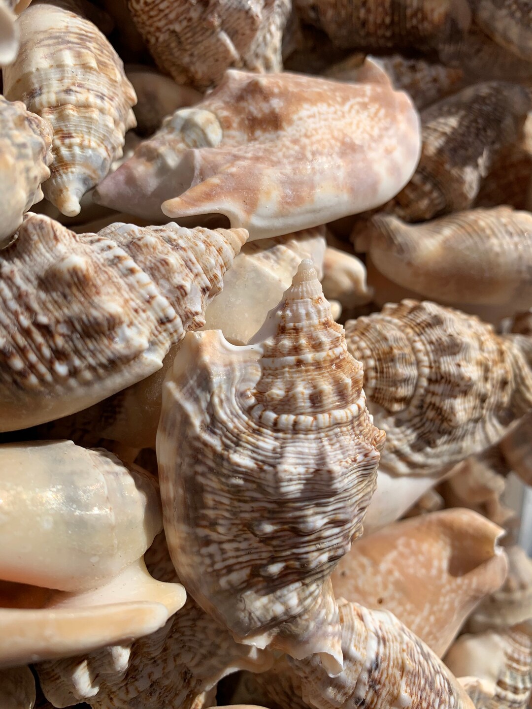 Diana Conch 2”-3" - Strombus Lentiginosus - Beach Wedding Decor ...